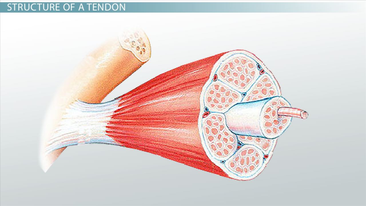 Differences Between Tendons and Muscle Belly – Peak Sport And Spine Centre